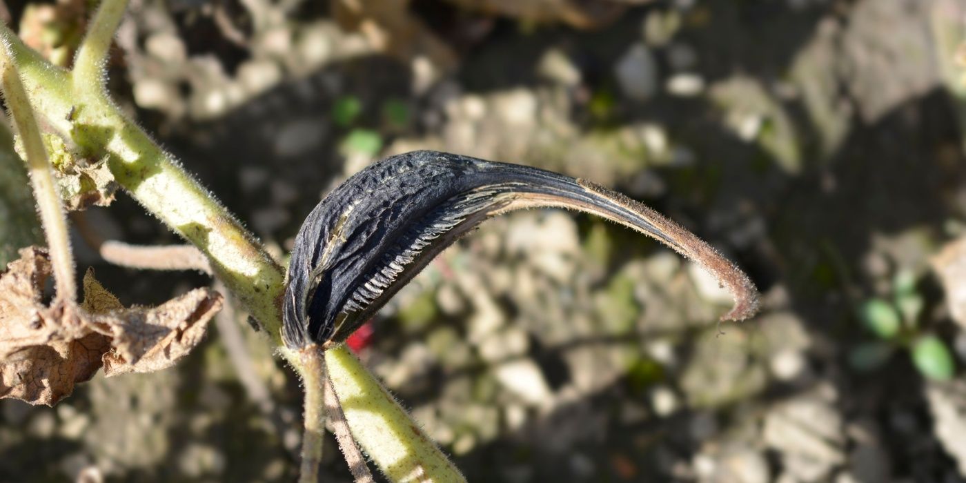 Grow These 5 Spooky Plants for the Ultimate Halloween Garden