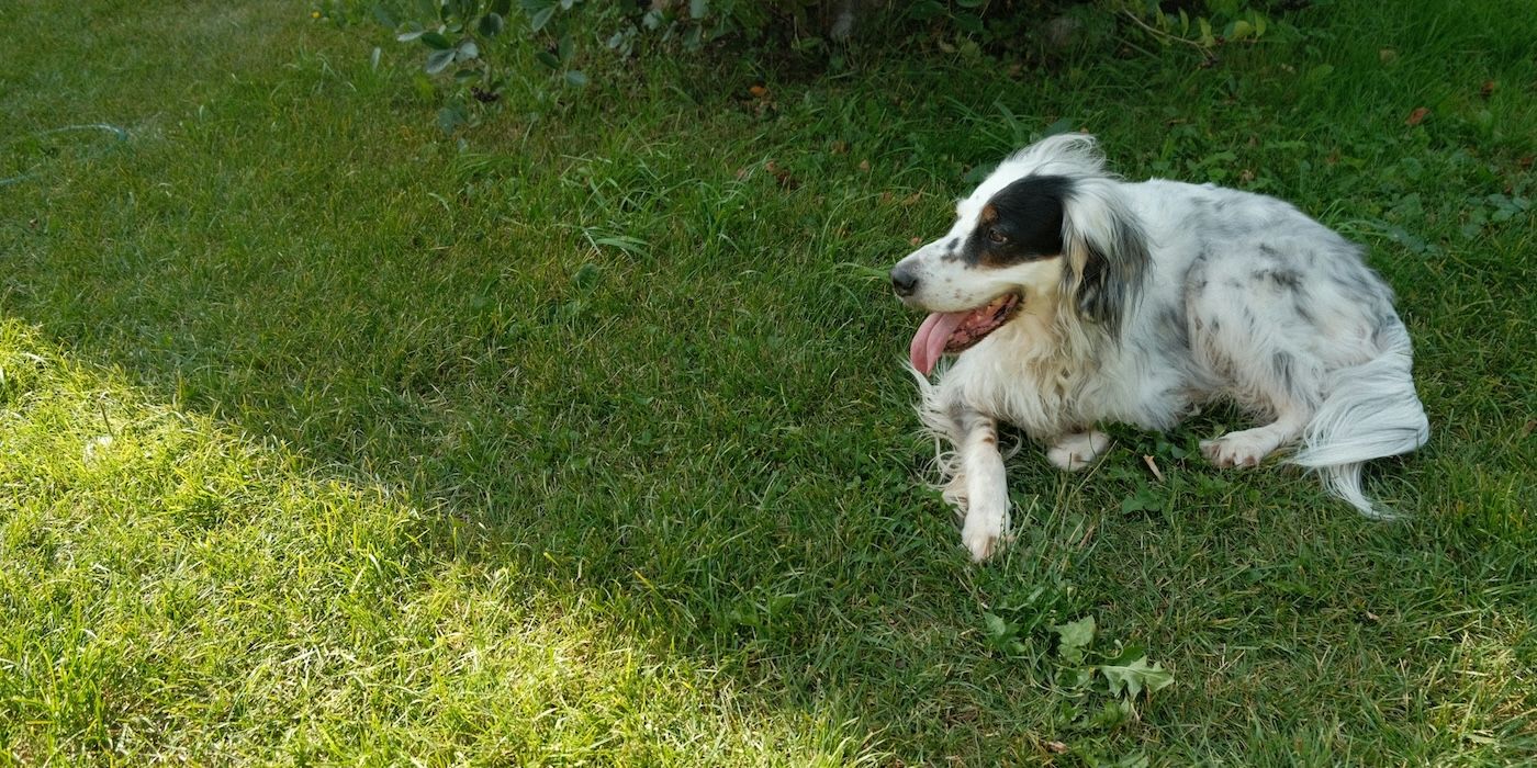 Pet-Friendly Landscaping: 6 Creative Yard Ideas for Your Dog