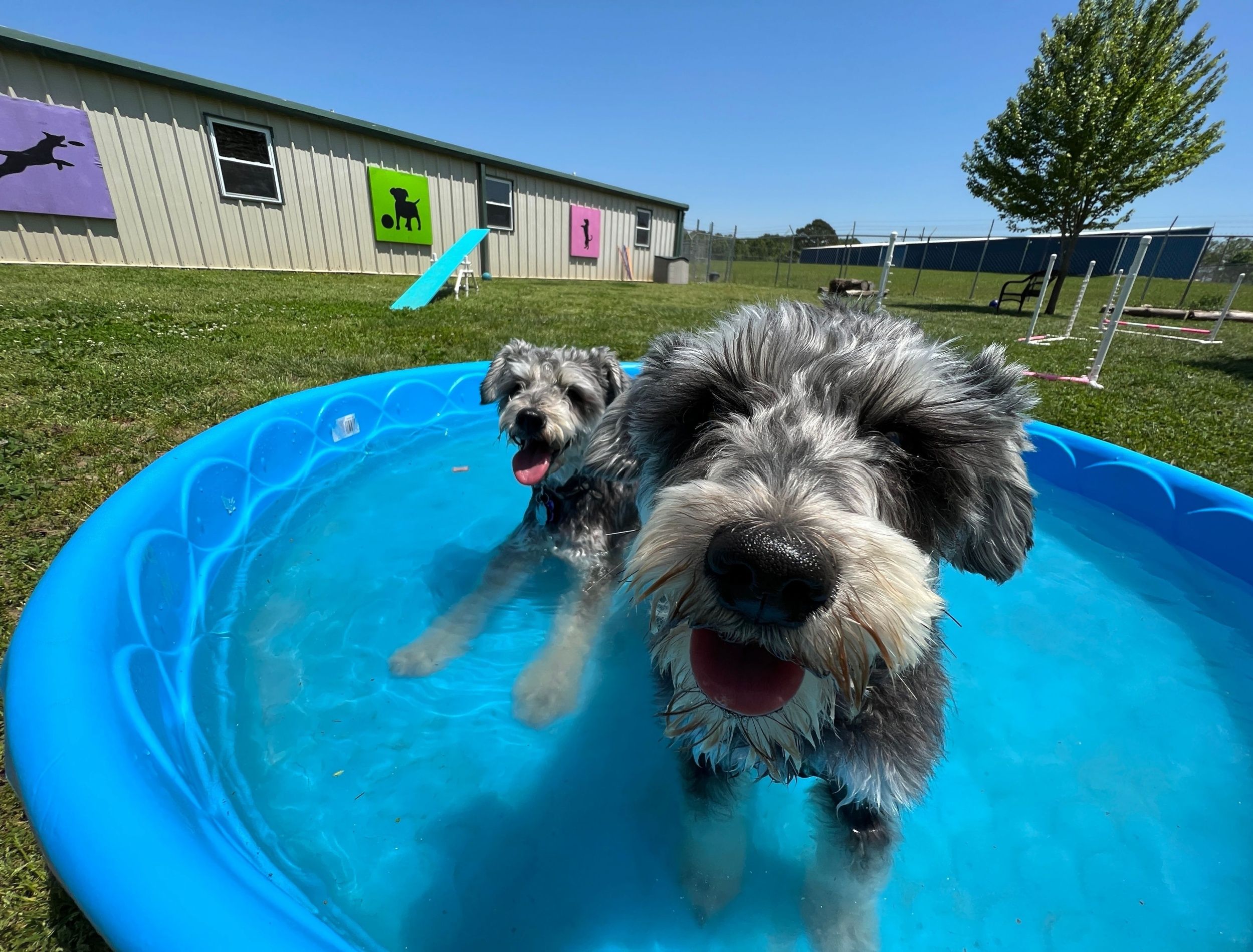 Pet-Friendly Landscaping: 6 Creative Yard Ideas for Your Dog