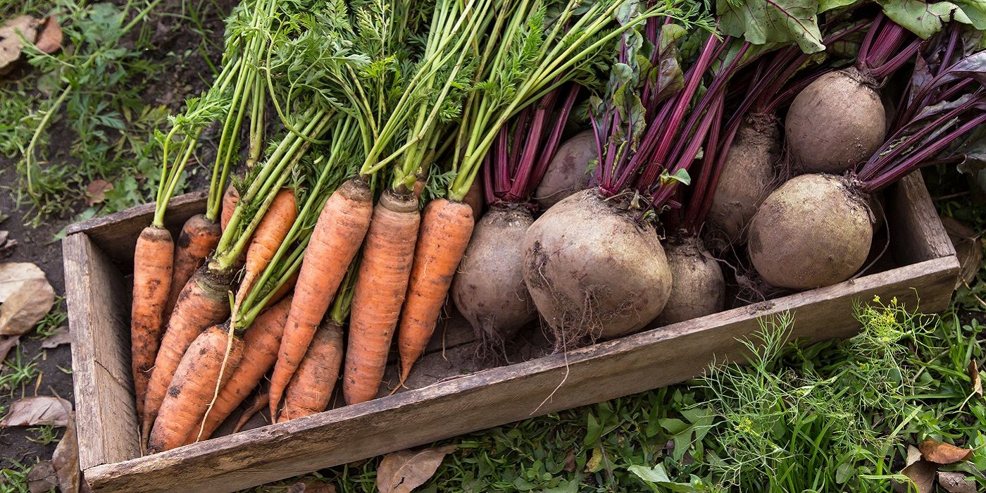 Should You Fry or Roast Your Thanksgiving Bird?