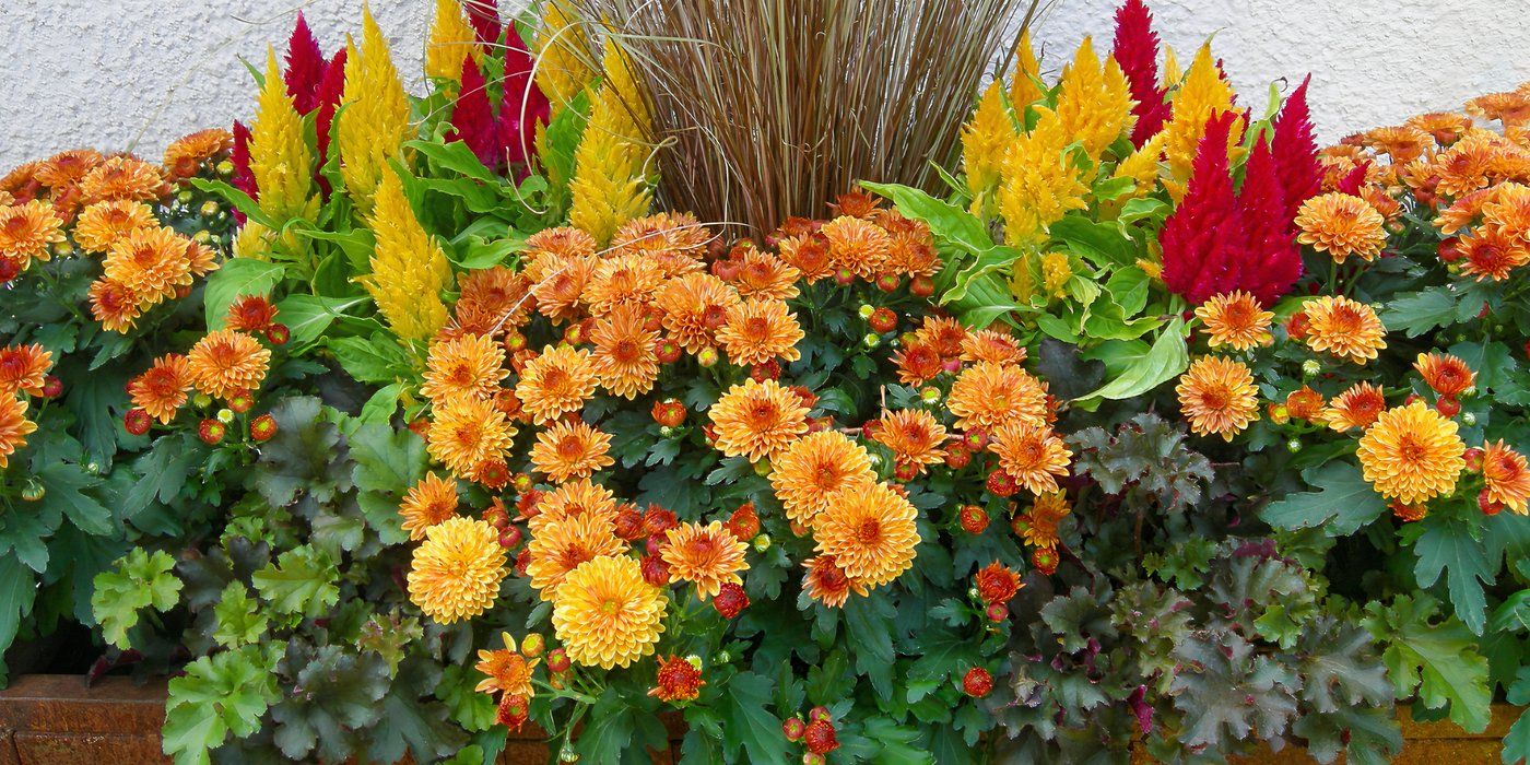 Spruce up Your Outdoor Living Space WIth Ideas for 5 Seasonal Planters