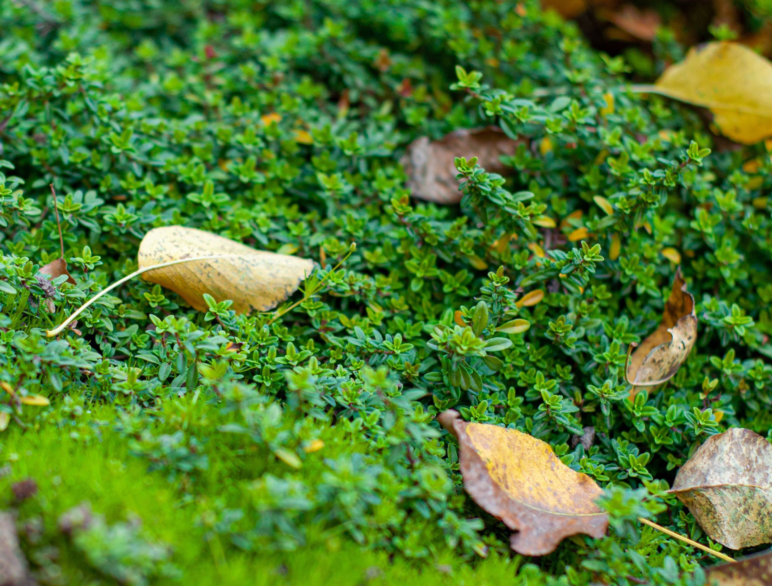 6 Practical and Low-Maintenance Fall Ground Covers