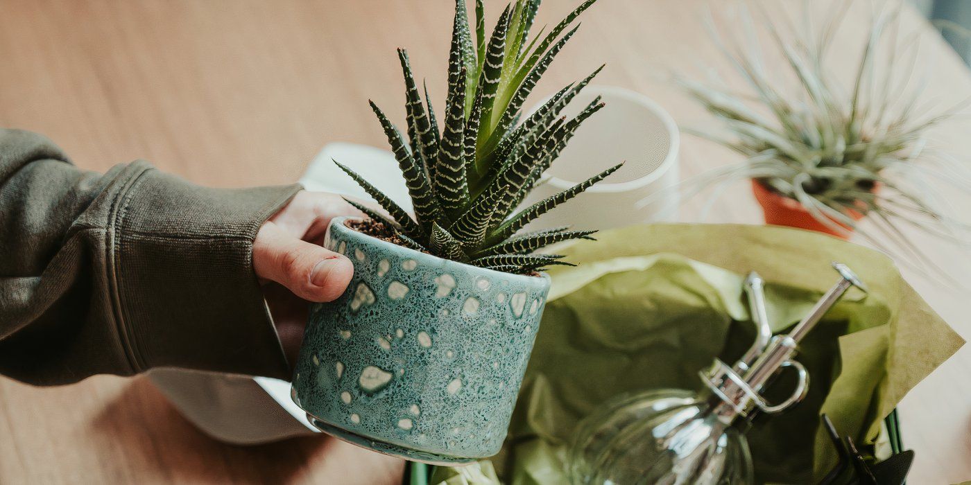 Use Garden Flowers, Herbs, and Plants as Living Holiday Gifts