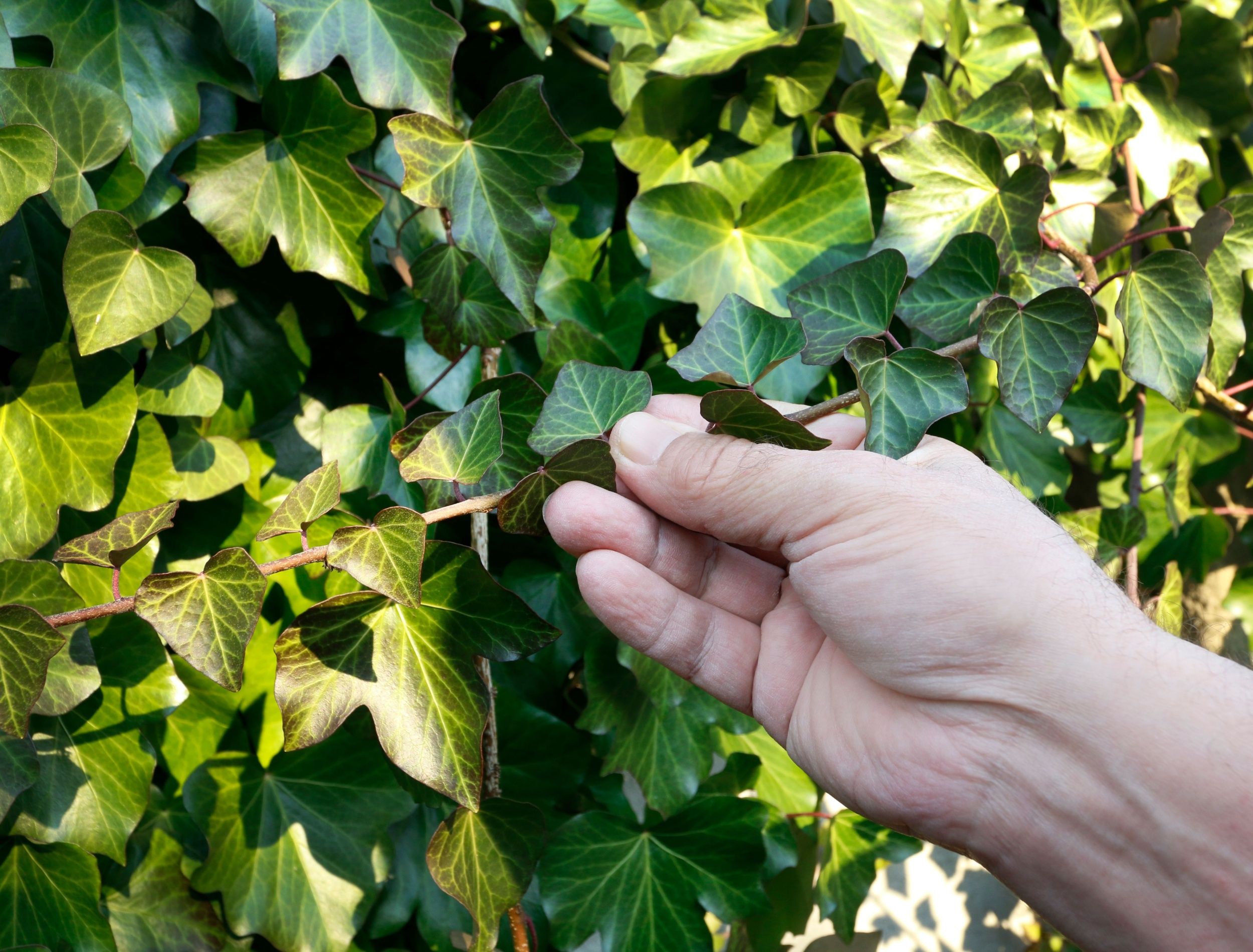 Plants These Flower Seeds in Summer