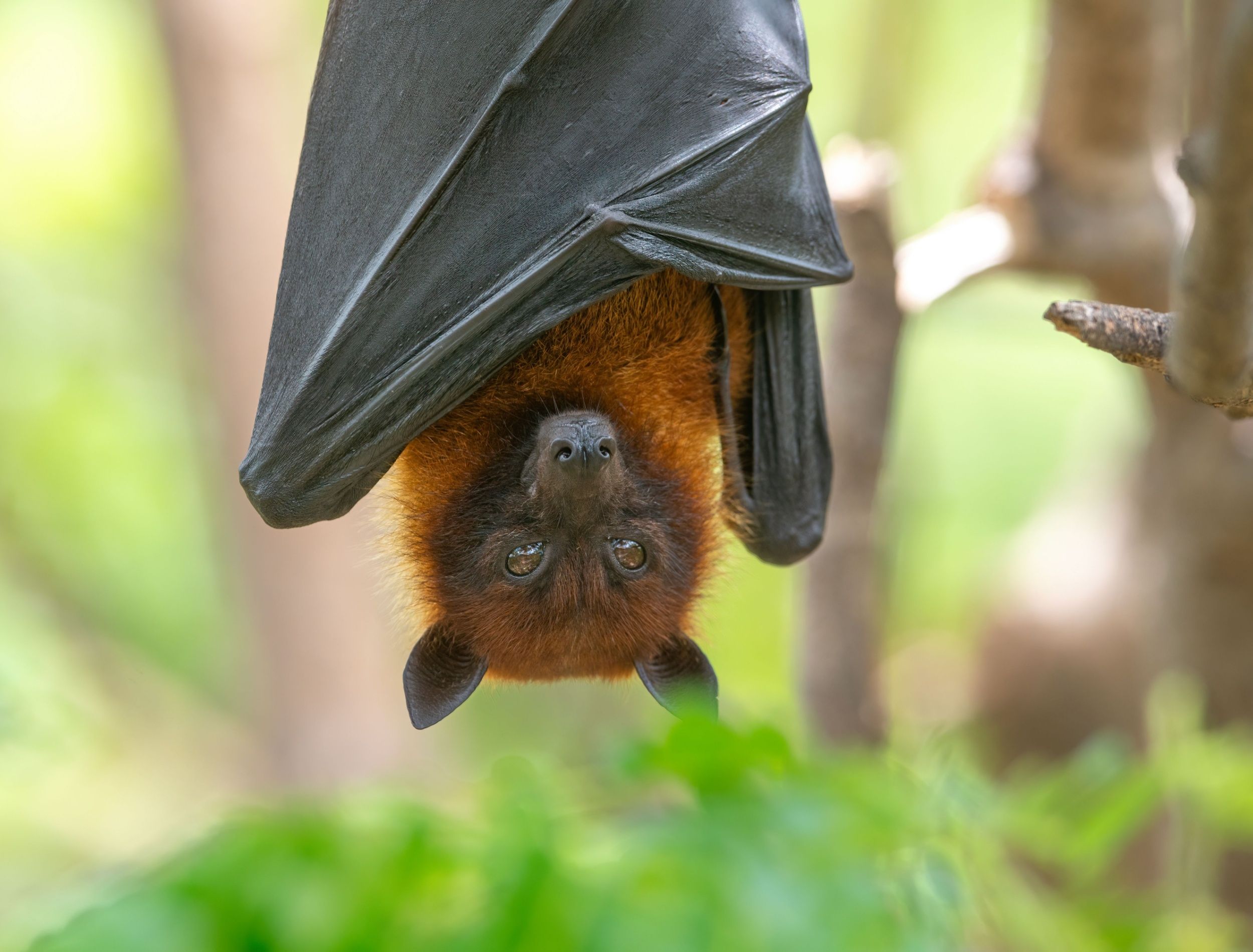 How to Identify and Prevent Bat Bug Infestations This Fall