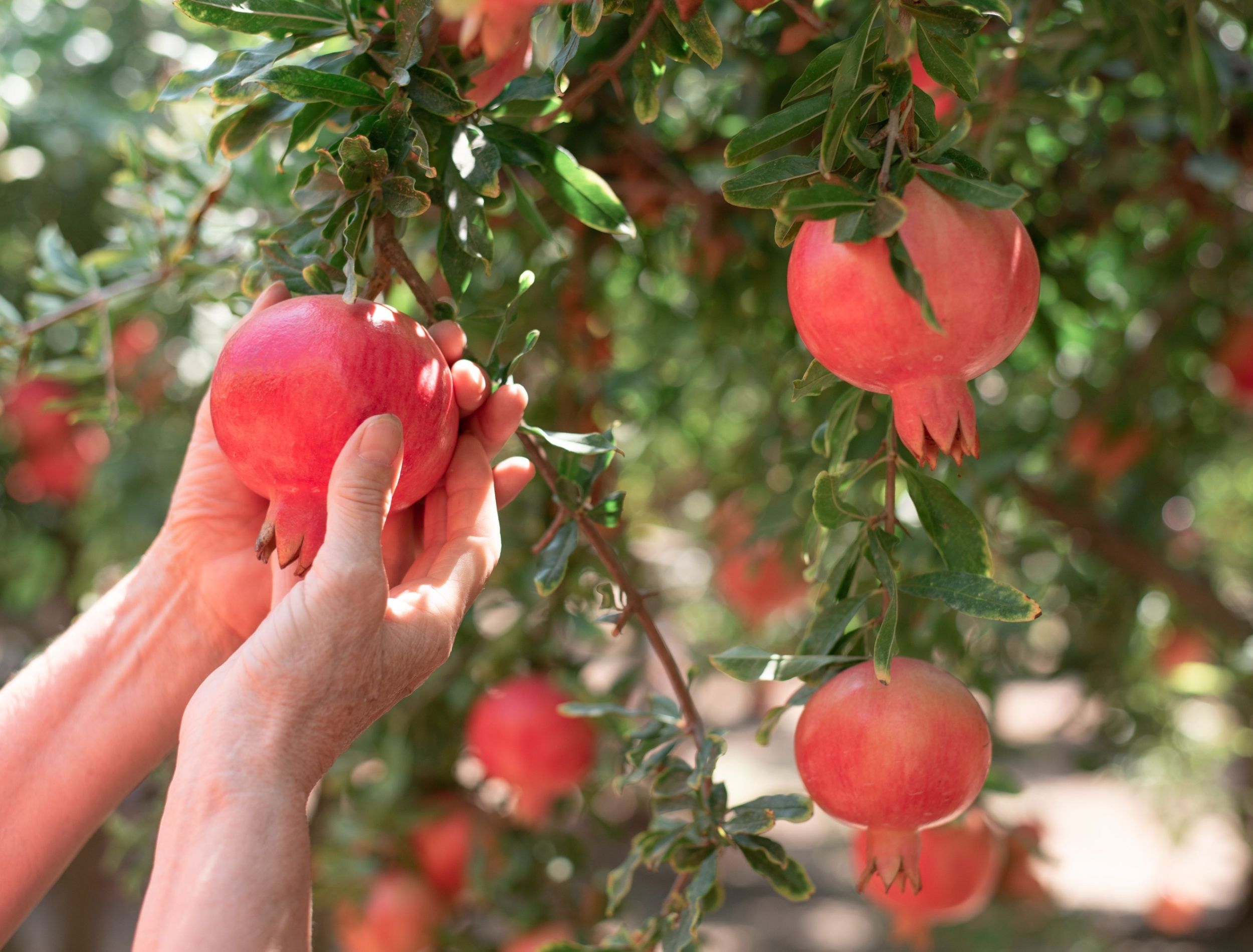 Seasonal Produce Guide: 5 of the Best Fall Fruits