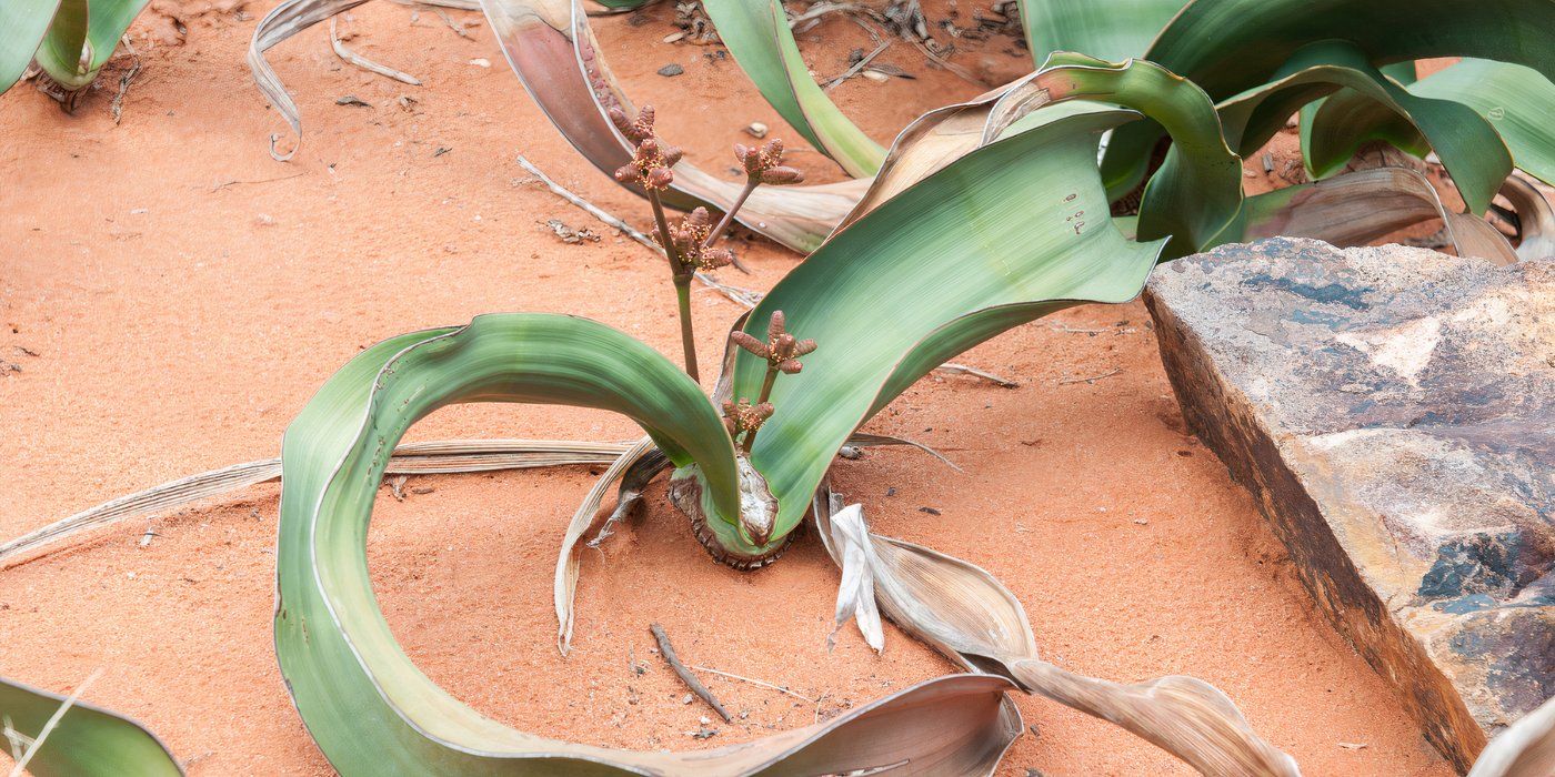 Building a Resilient Landscape: Top Plants for Surviving an Apocalypse