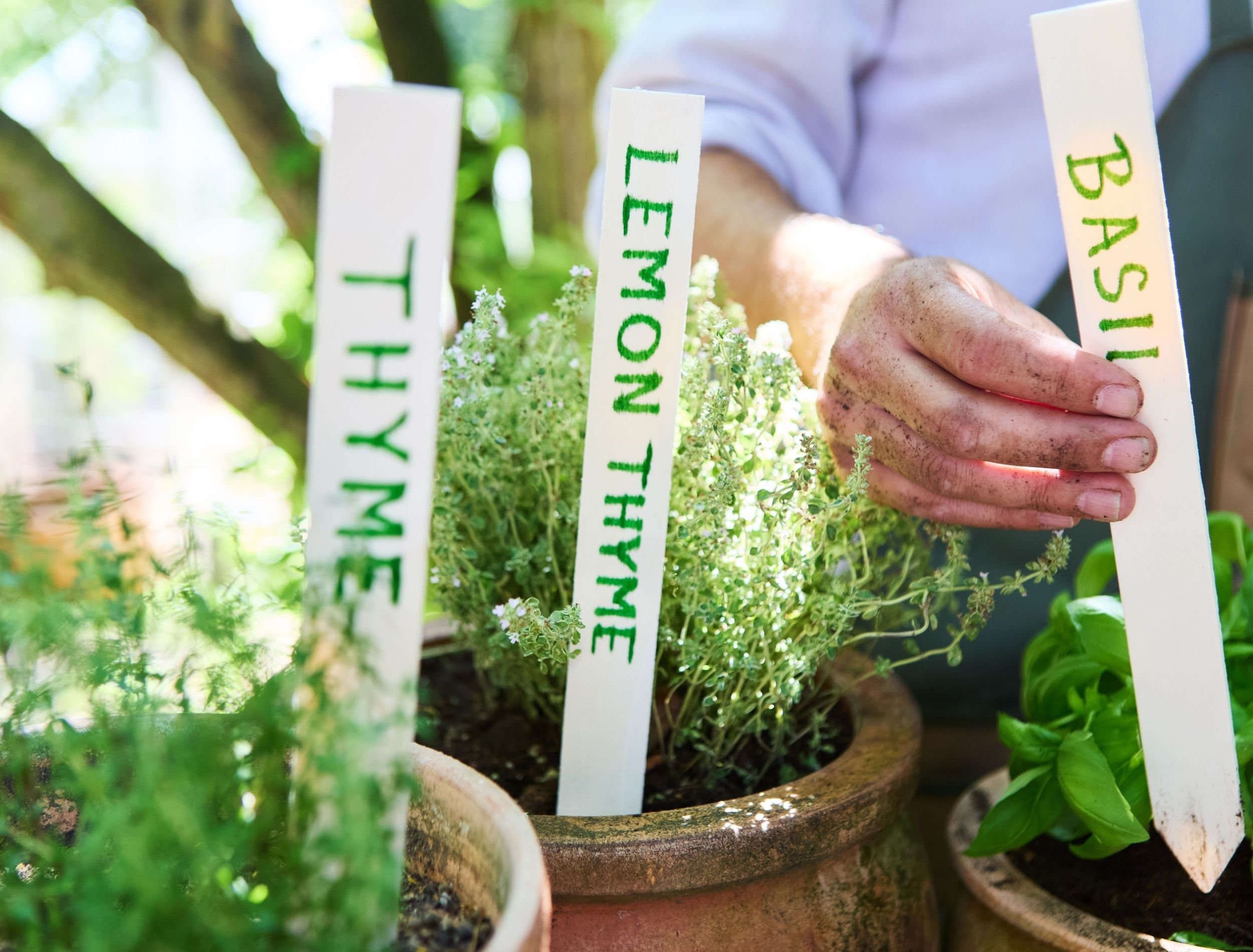 Your Ultimate Guide to DIY Plant Markers That Elevate Your Garden
