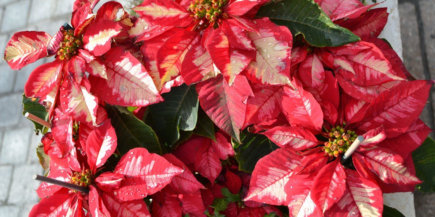 Use 5 Colorful Poinsettias for Holiday Decorations