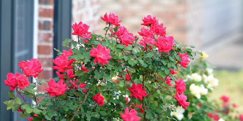Celebrate Rose Month: Stunning Garden Varieties