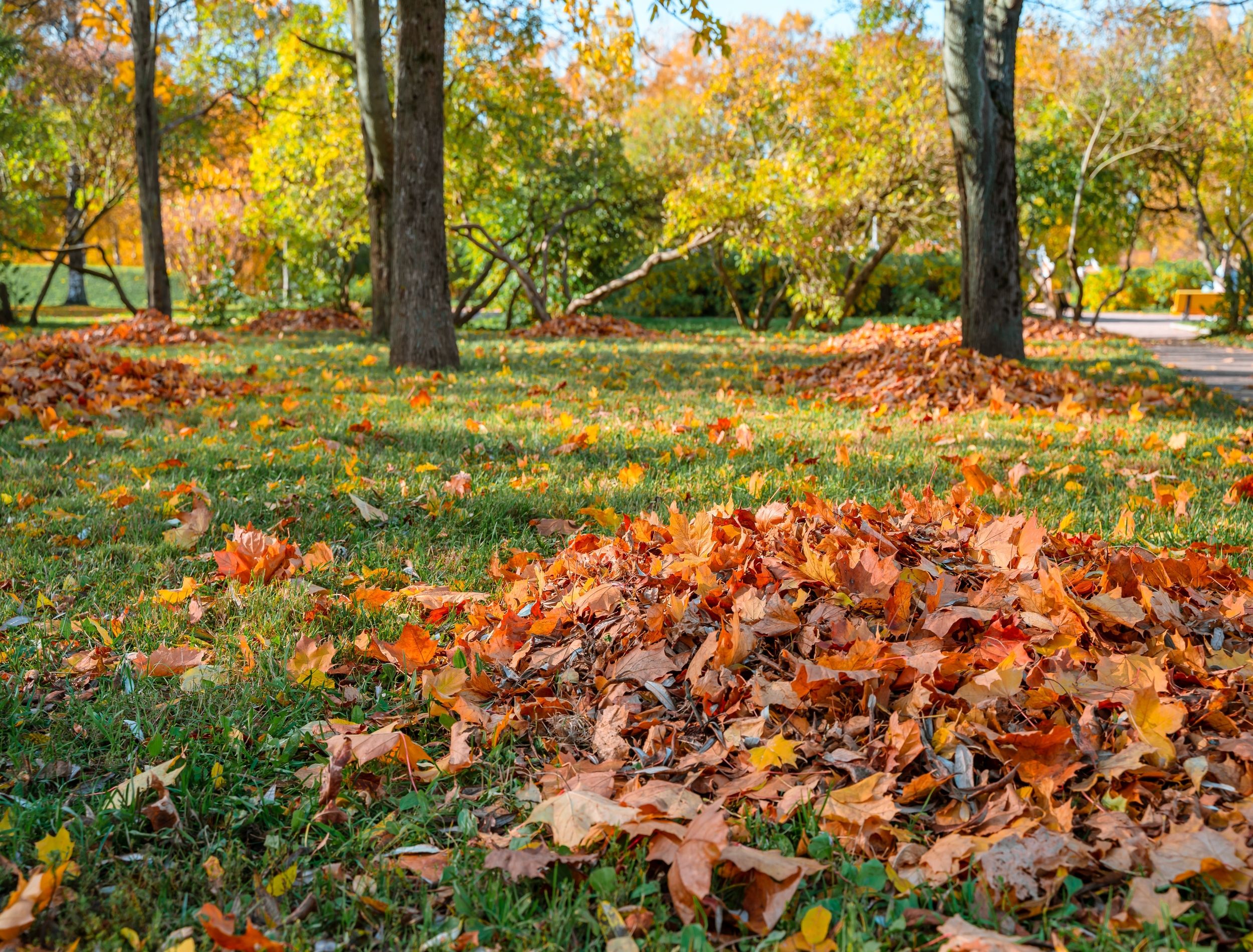 The Hidden Dangers of Jumping into Fall Leaves