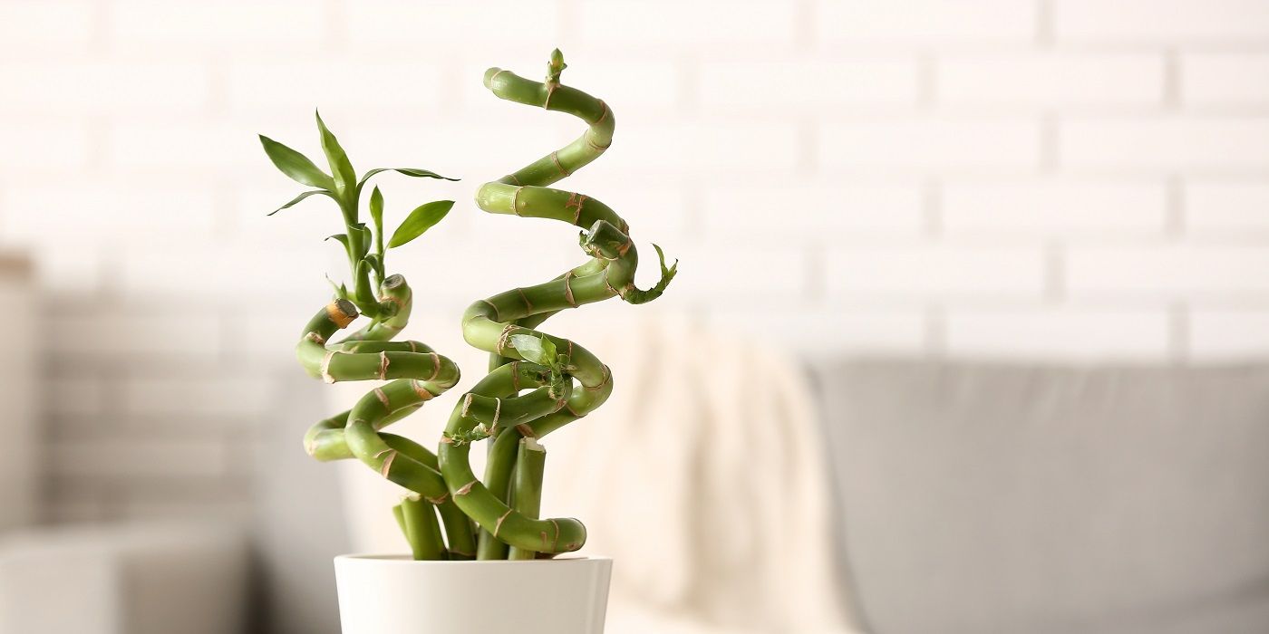 Tree Species That Can Replace Your Traditional Evergreen Christmas Tree!