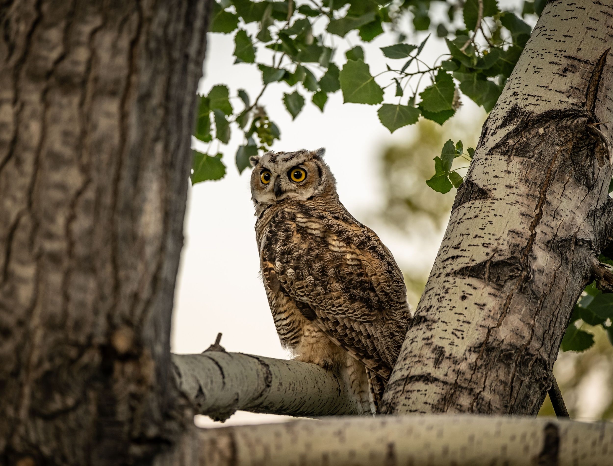 Guide to Owl-Friendly Gardens: Natural Pest Control for Rodents and Insects