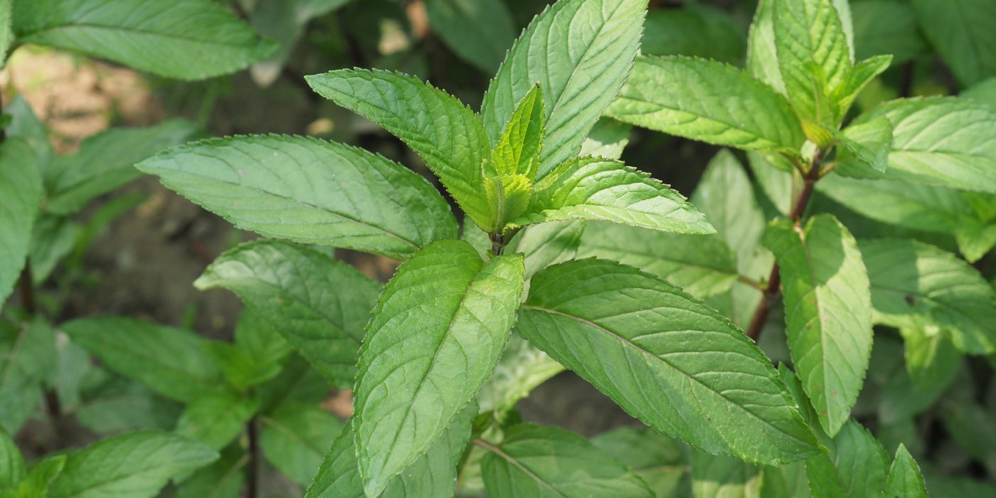 Effortless Kitchen Gardening: 5 Herbs You Can Grow Without the Mess