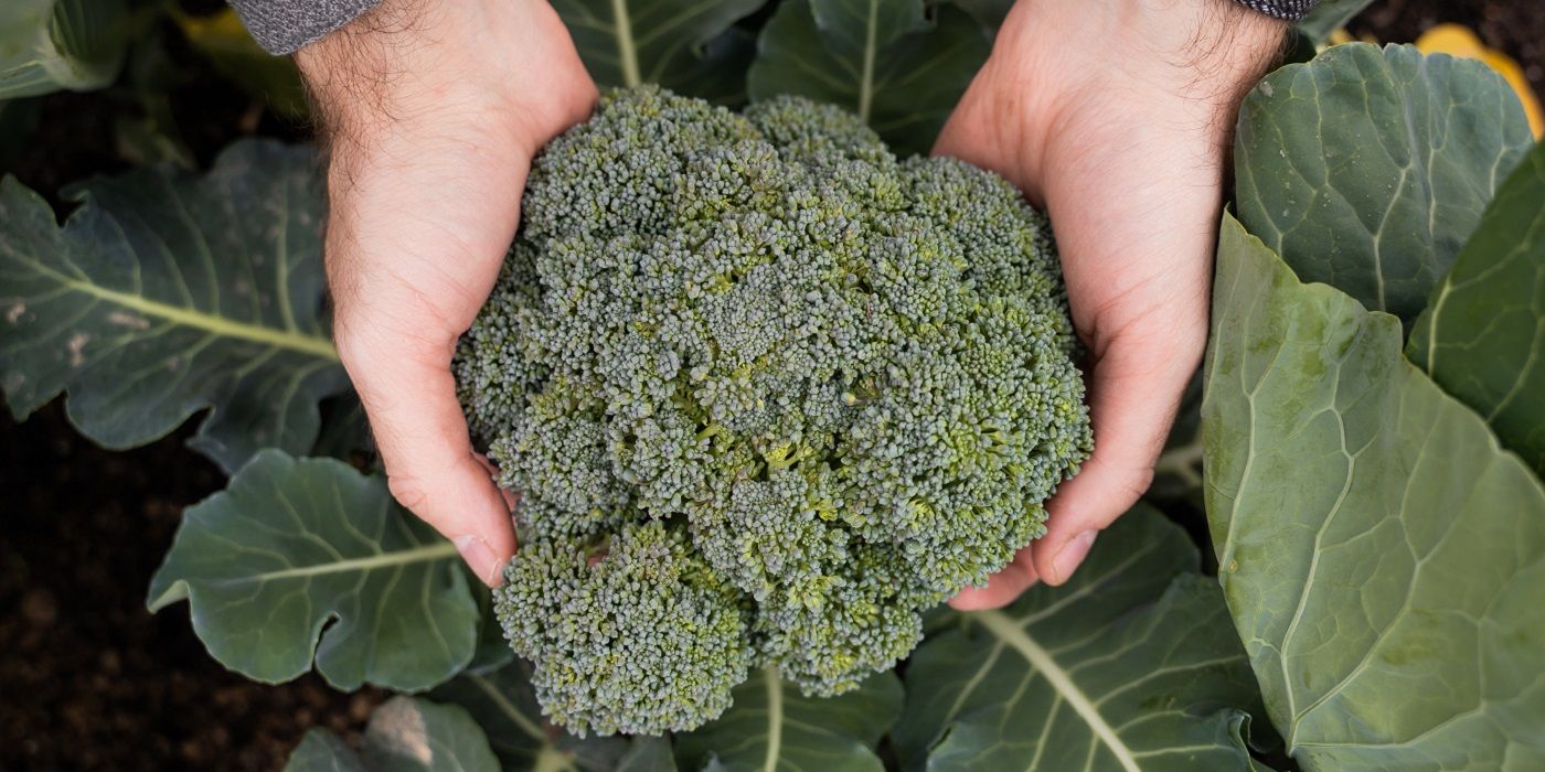 Plant These Veggies in Your Fall Garden