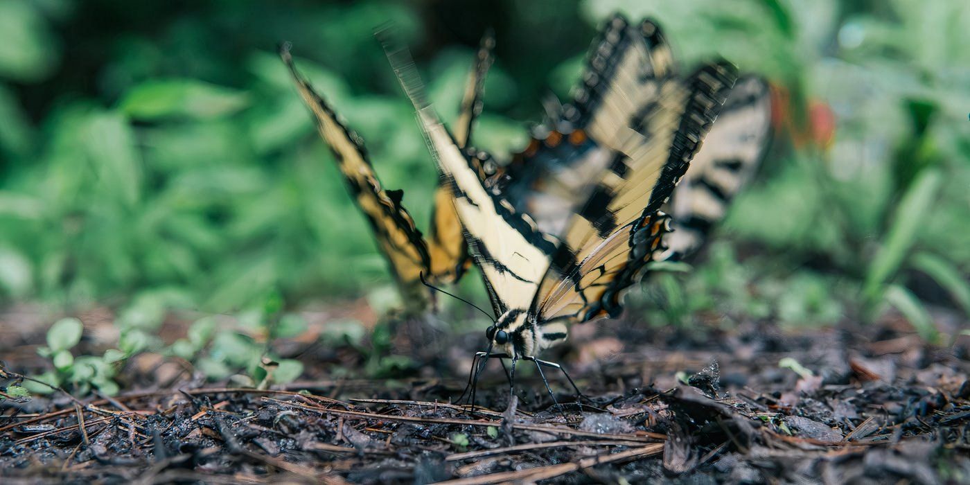 Feed Your Butterflies: 6 Ways to Grow a Thriving Insect Garden