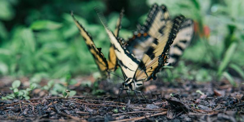 Feed Your Butterflies: 6 Ways to Grow a Thriving Insect Garden