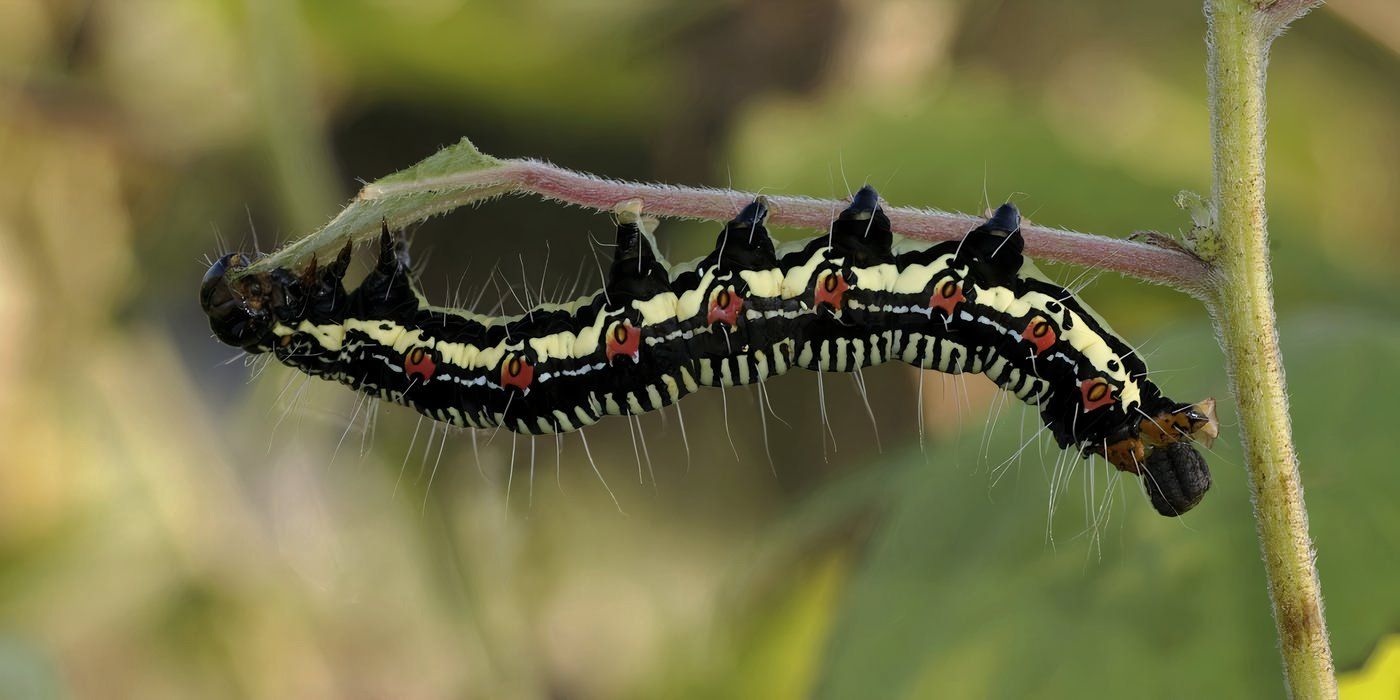Feed Your Butterflies: 6 Ways to Grow a Thriving Insect Garden
