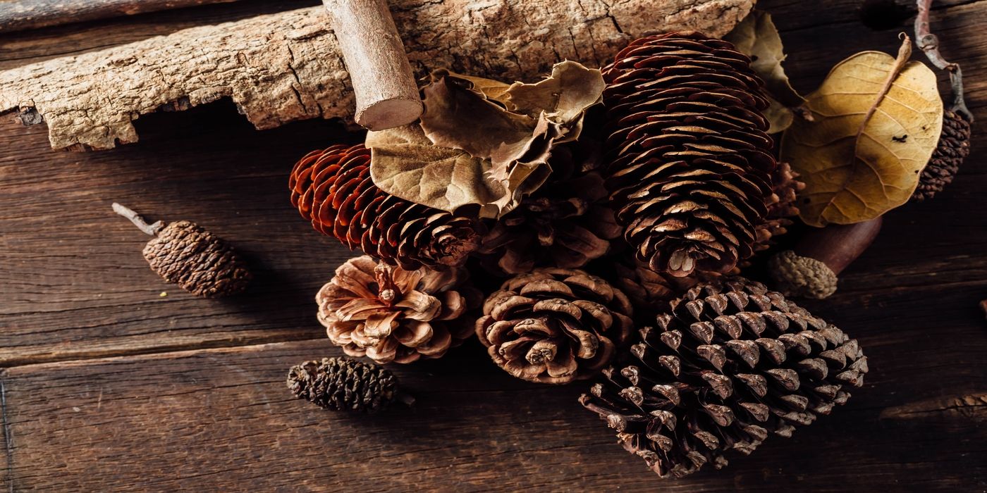 Creative Ways to Decorate with Pine Cones This Season