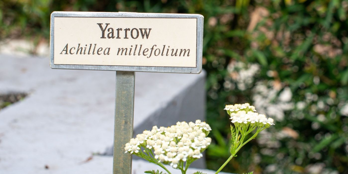 Your Ultimate Guide to DIY Plant Markers That Elevate Your Garden