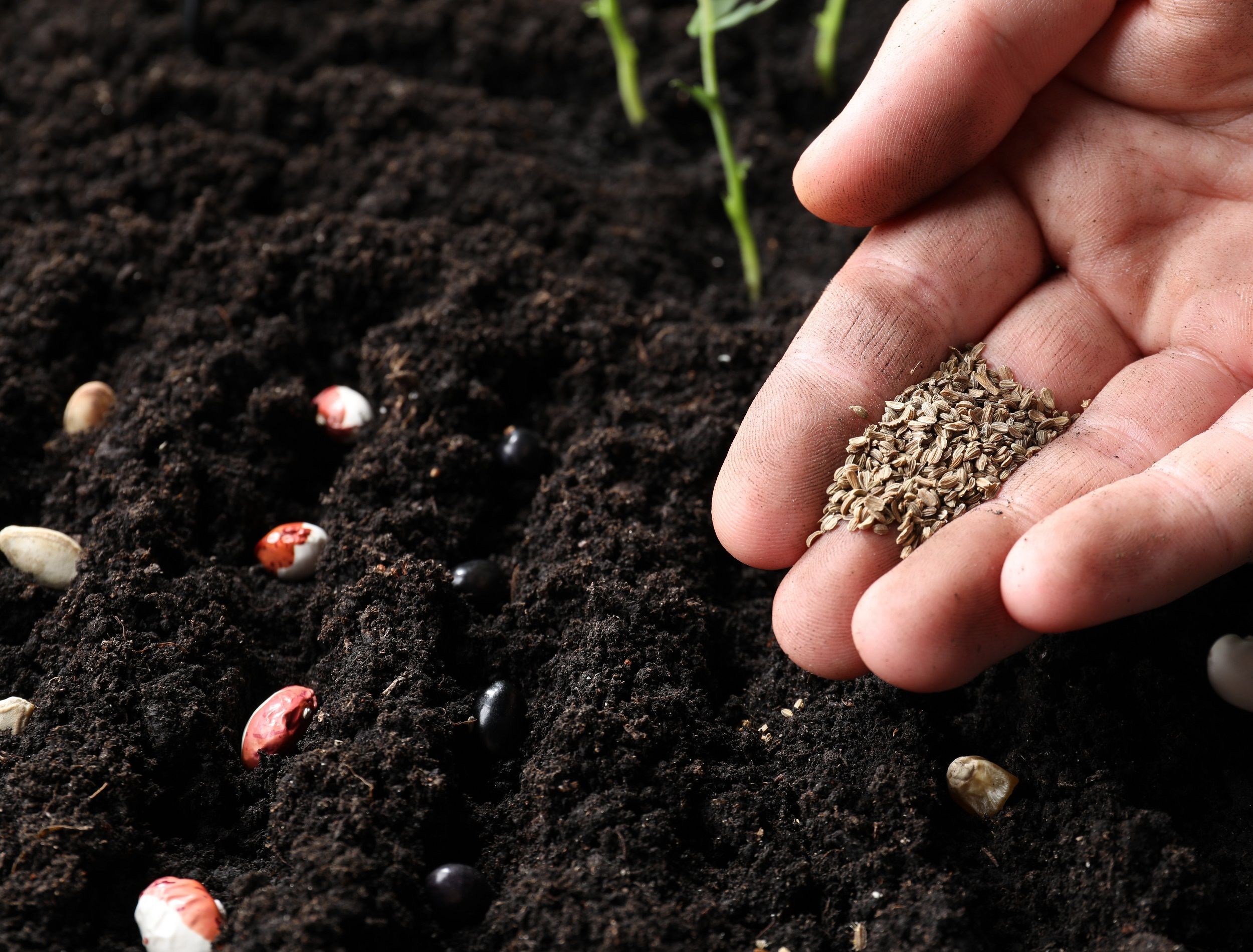 Brighten Your Winter Days by Growing Spring Plants Indoors