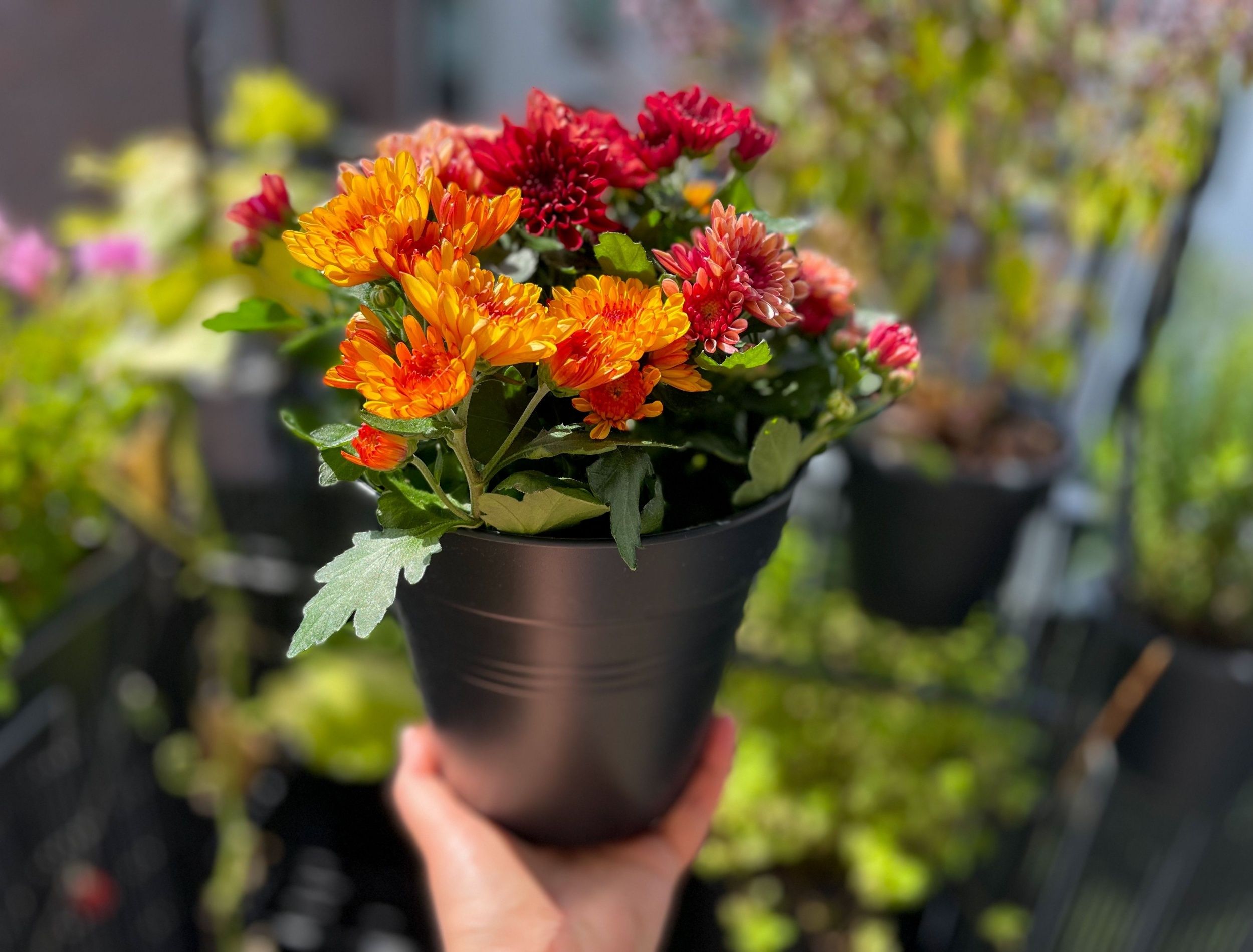 5 Fall Flowers to Grow in Containers