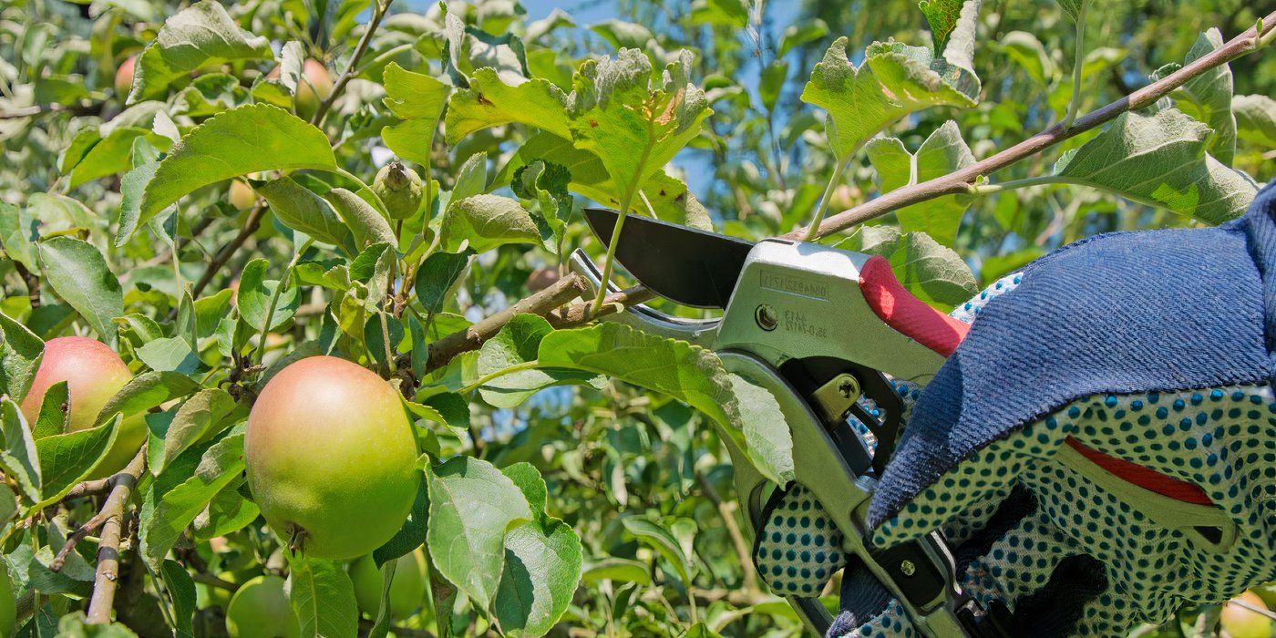Learn What to Prune This November!