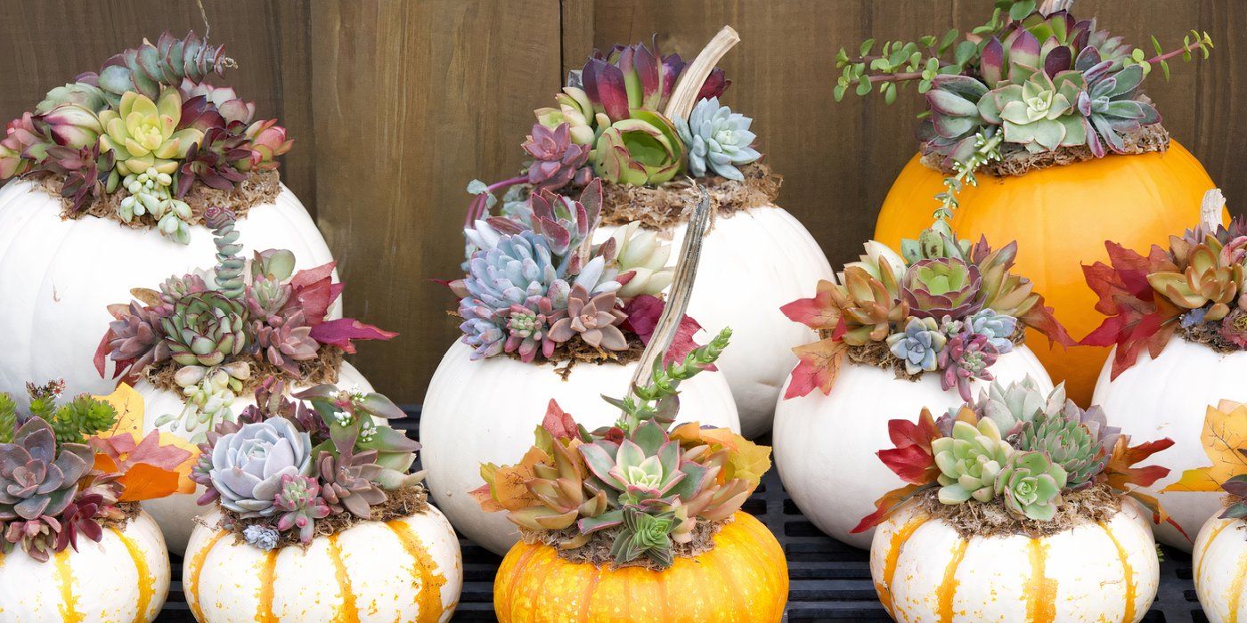 Eco-Decor for Thanksgiving: 6 Sustainable Plant Ideas You’ll Love