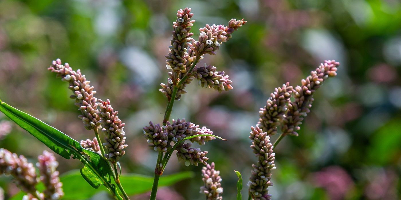 Tall Garden Weeds Which Weed Is Bewitching Your Lawn?