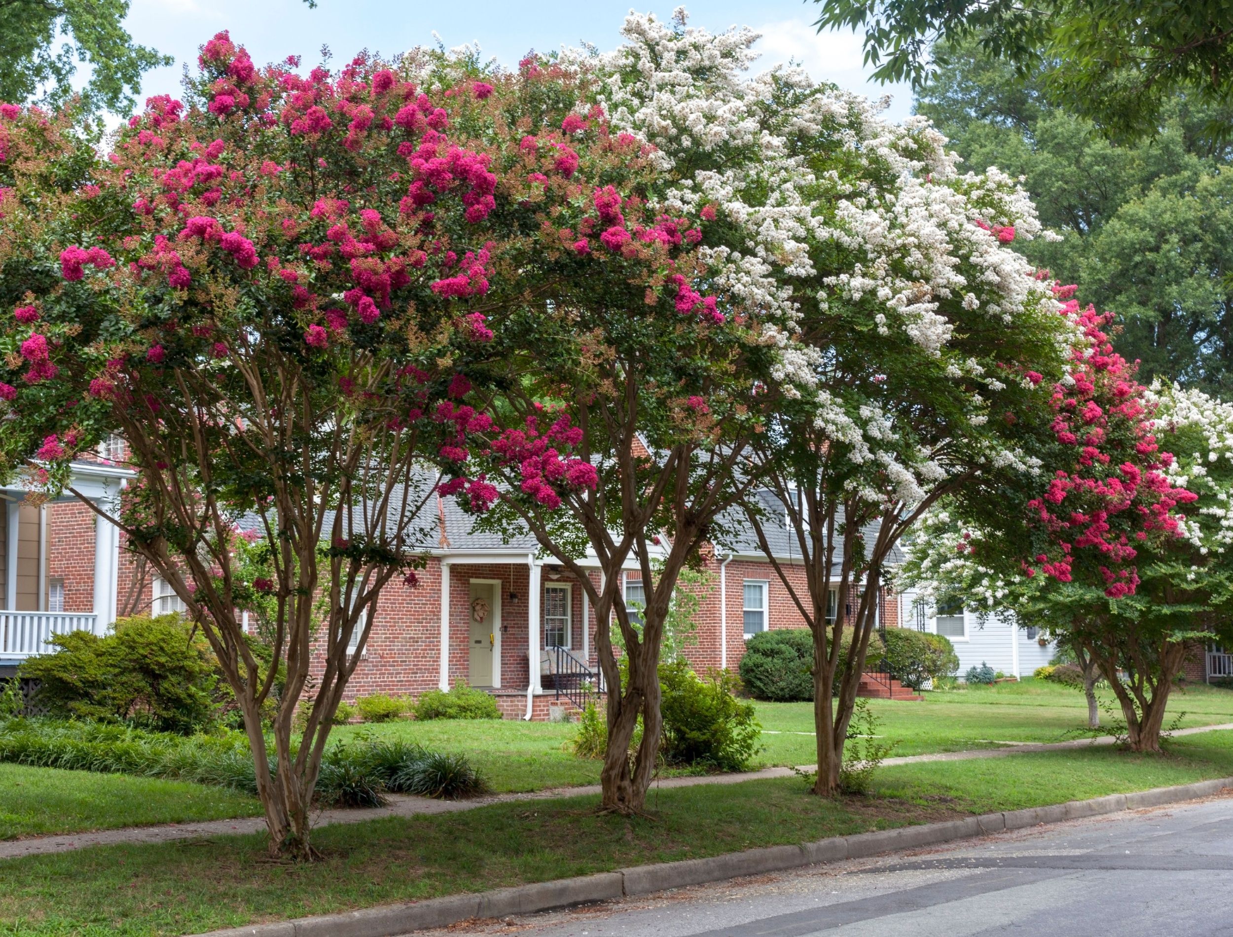 Use 5 of the Toughest Plants in Your Hurricane Landscaping Plan