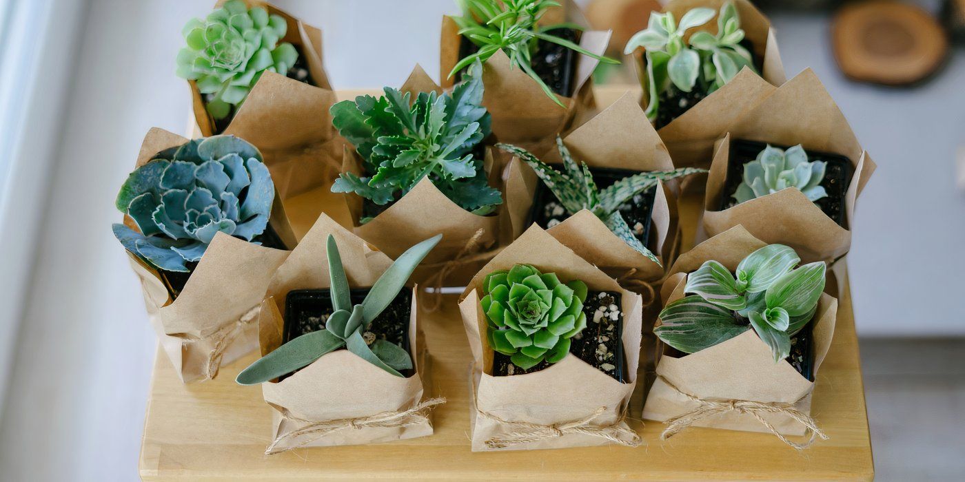 Use Garden Flowers, Herbs, and Plants as Living Holiday Gifts