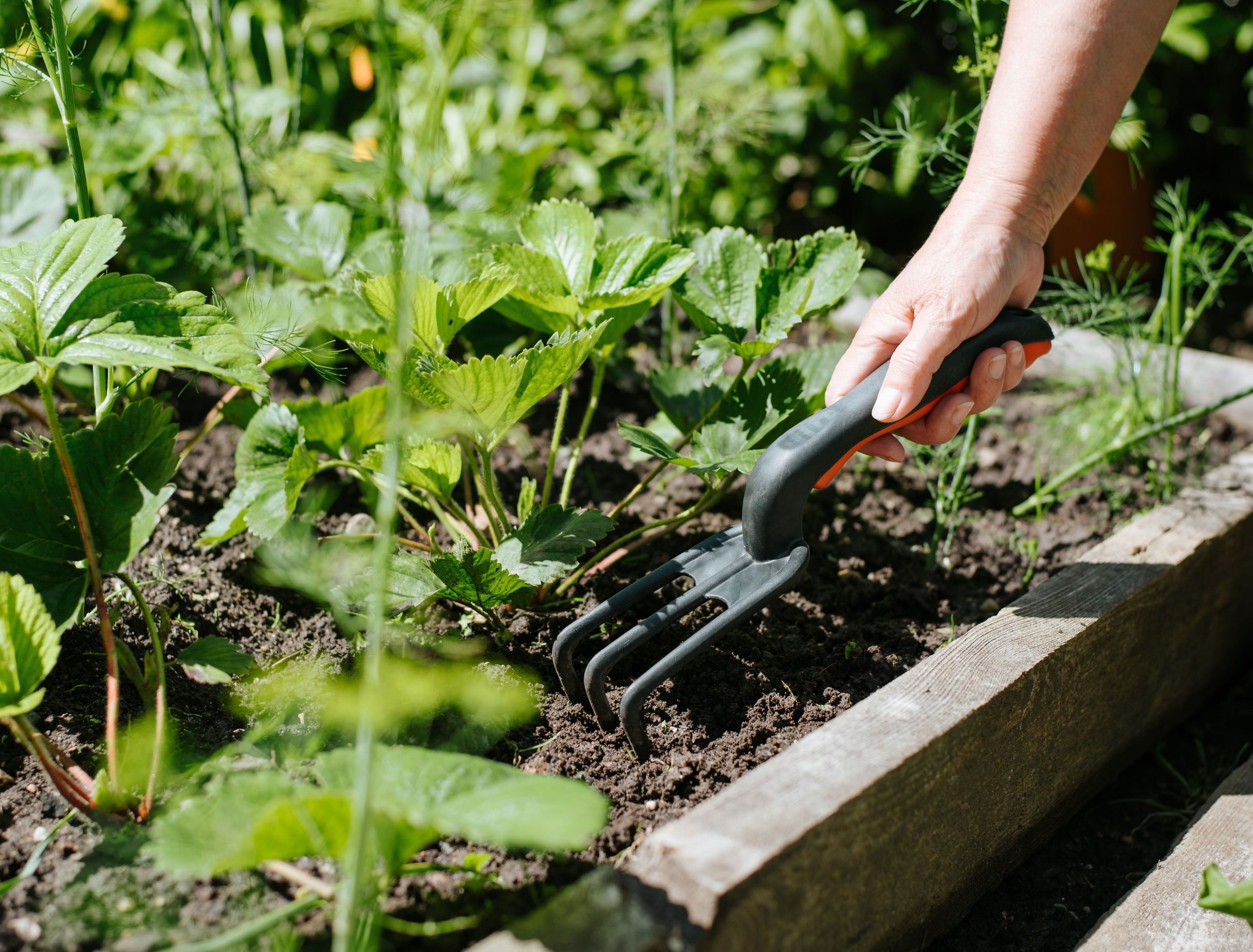 "Your Guide to a Year-Round Backyard Vegetable Garden