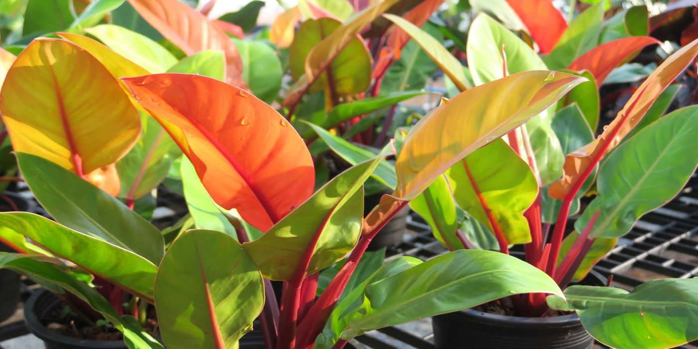 Add a Splash of Color with 5 Colorful Houseplants
