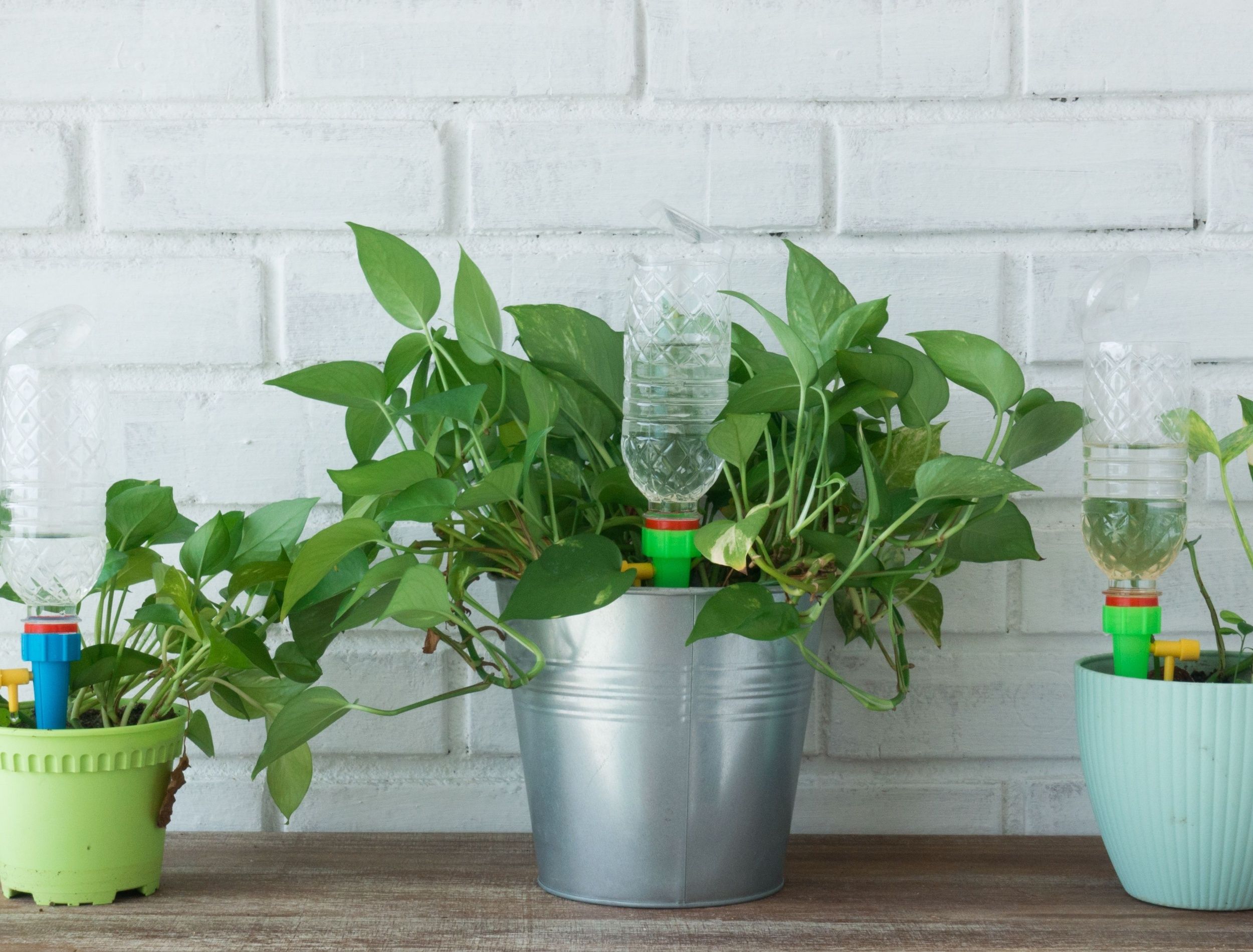 Plants These Flower Seeds in Summer