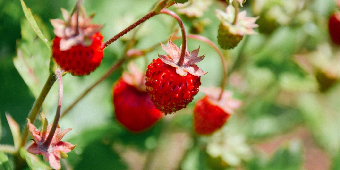 5 Native Plants for a Stunning, Low-Maintenance Garden Makeover