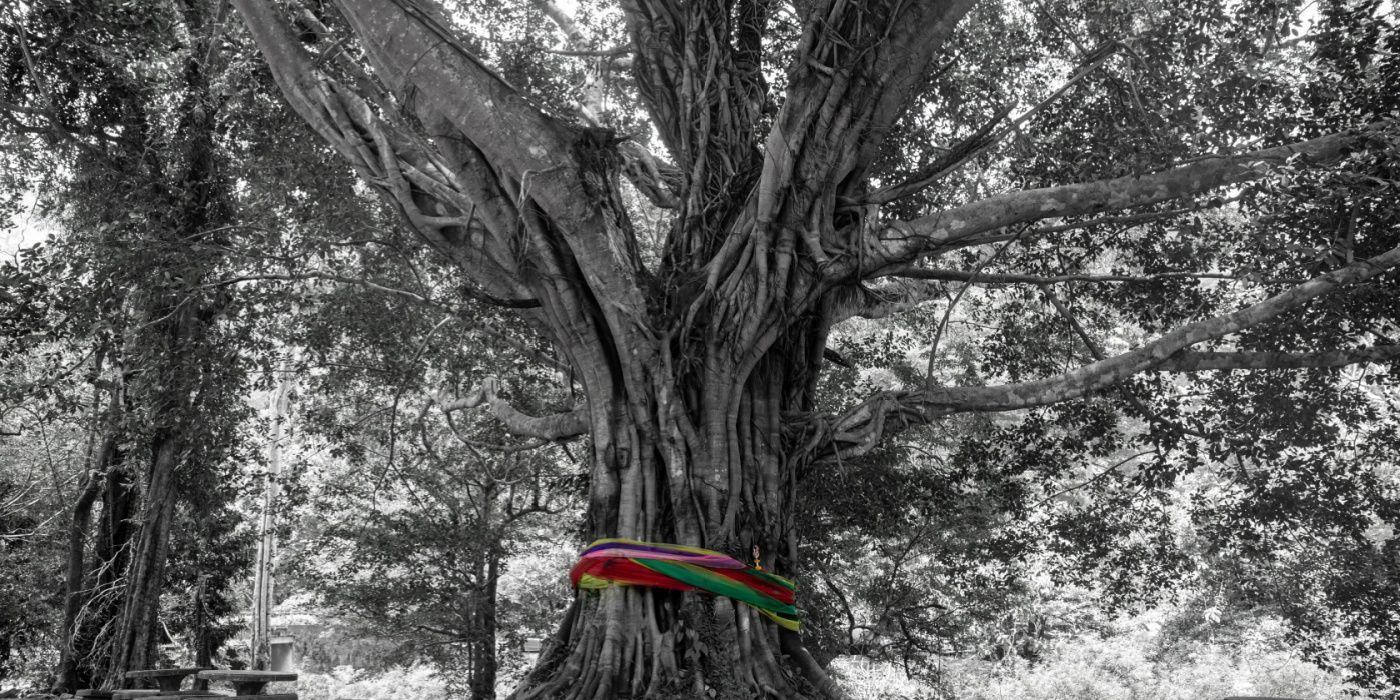 Explore Haunted Witch Trees Worldwide: A Halloween Travel Guide