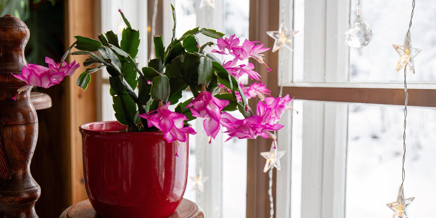 Caring for Christmas Cacti: December Tips for Holiday Blooms