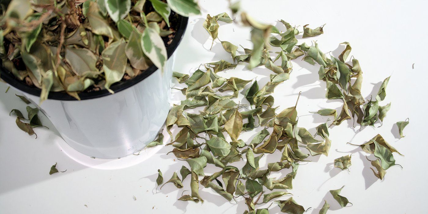 Troubleshooting Houseplant Leaf Drop During the Fall Season