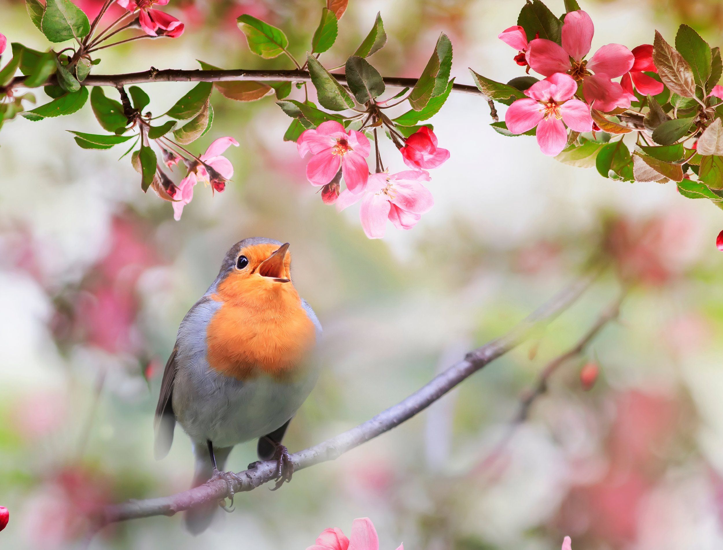 Nature's Serenade: Invite Avian Melodies to Your Backyard