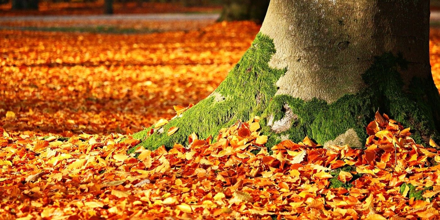 Parts of the Yard Where You Should Clear Fall Leaves