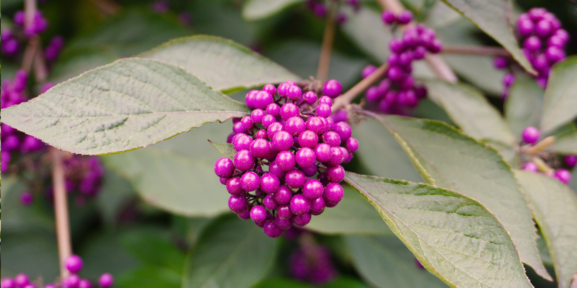 6 Beautiful Berry Bushes to Feature in Your Christmas Decorations