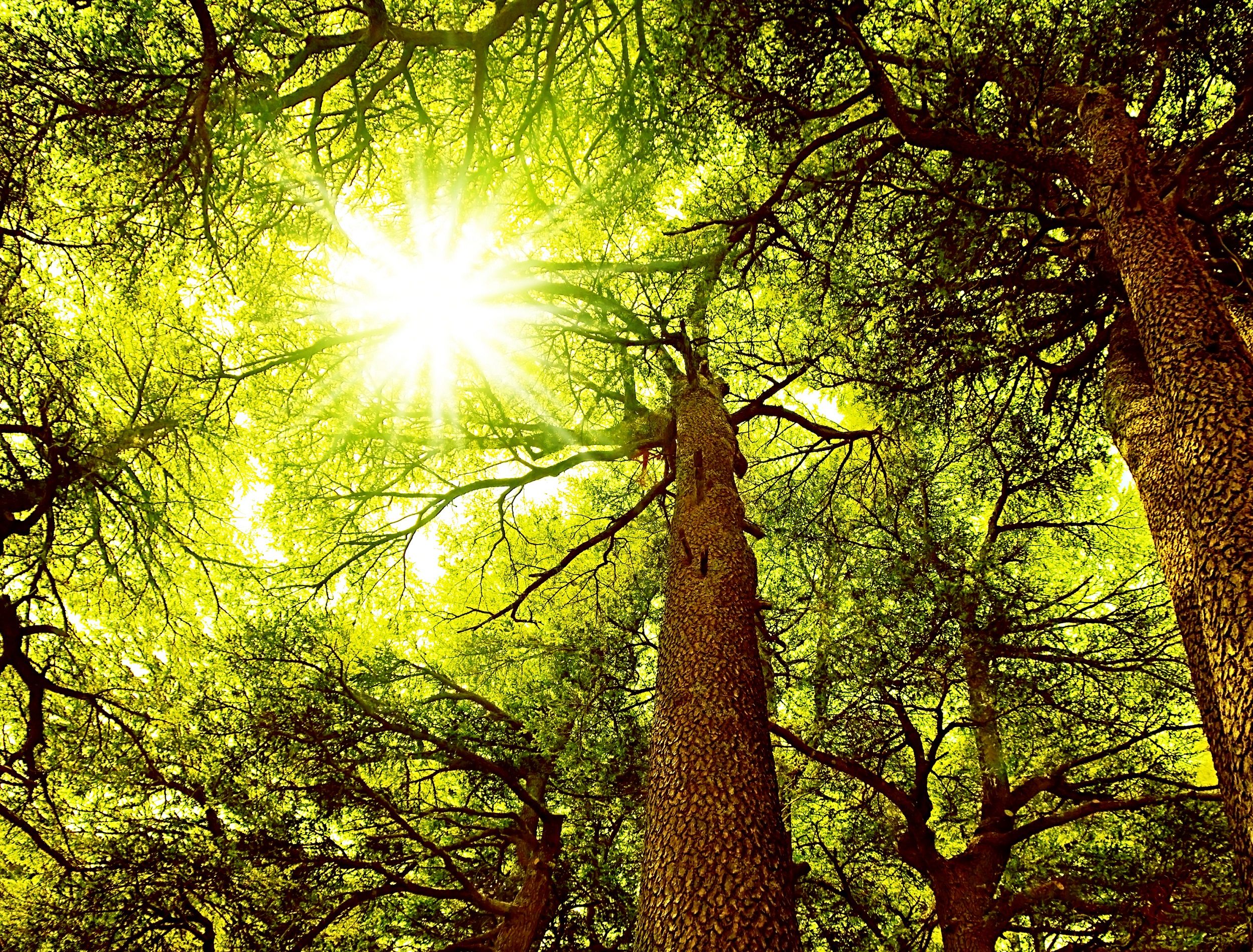 Kerala's Living Ark: Saving Rare Plants from Extinction