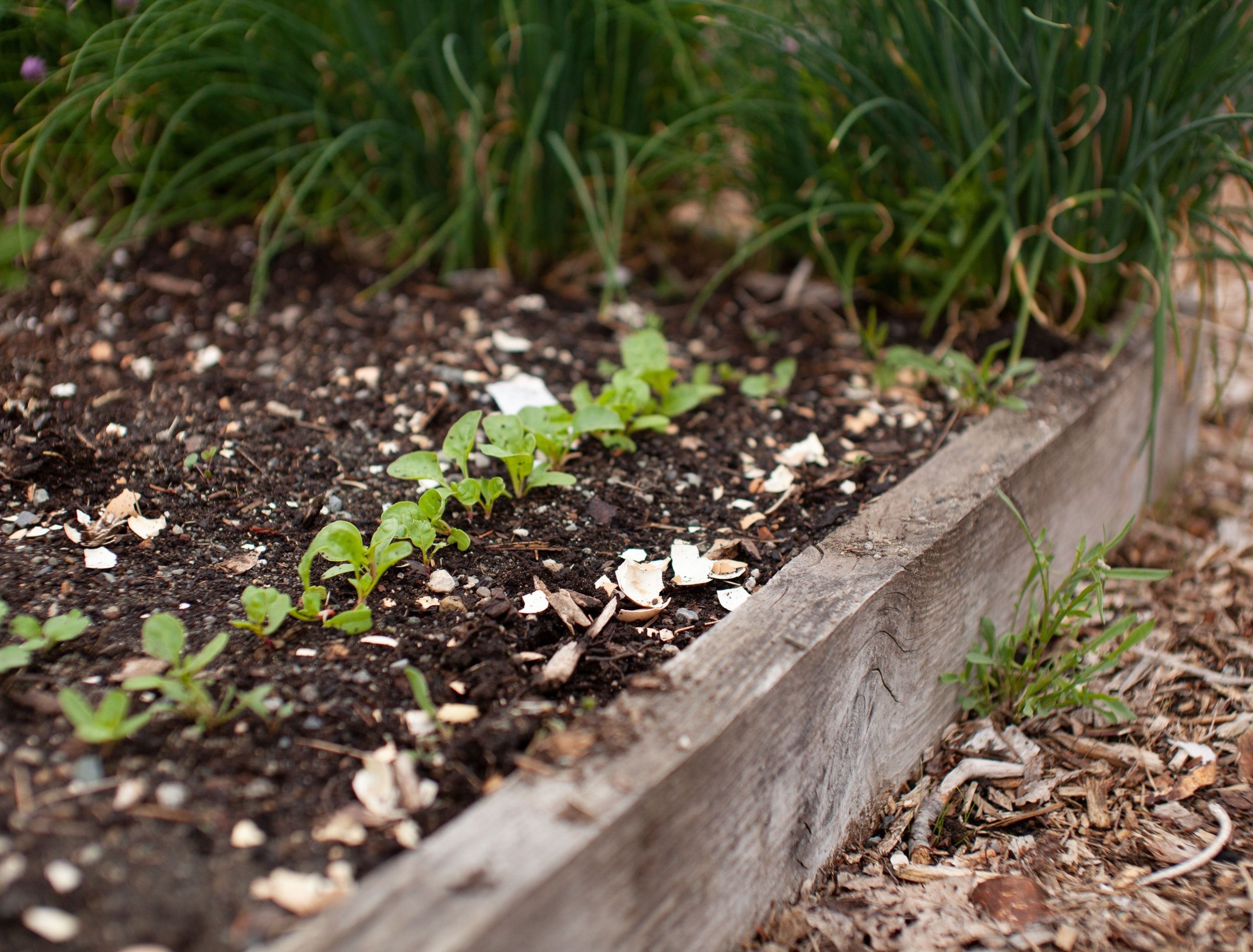 Organic Secrets for Soil Health: Preparing Your Garden This Fall