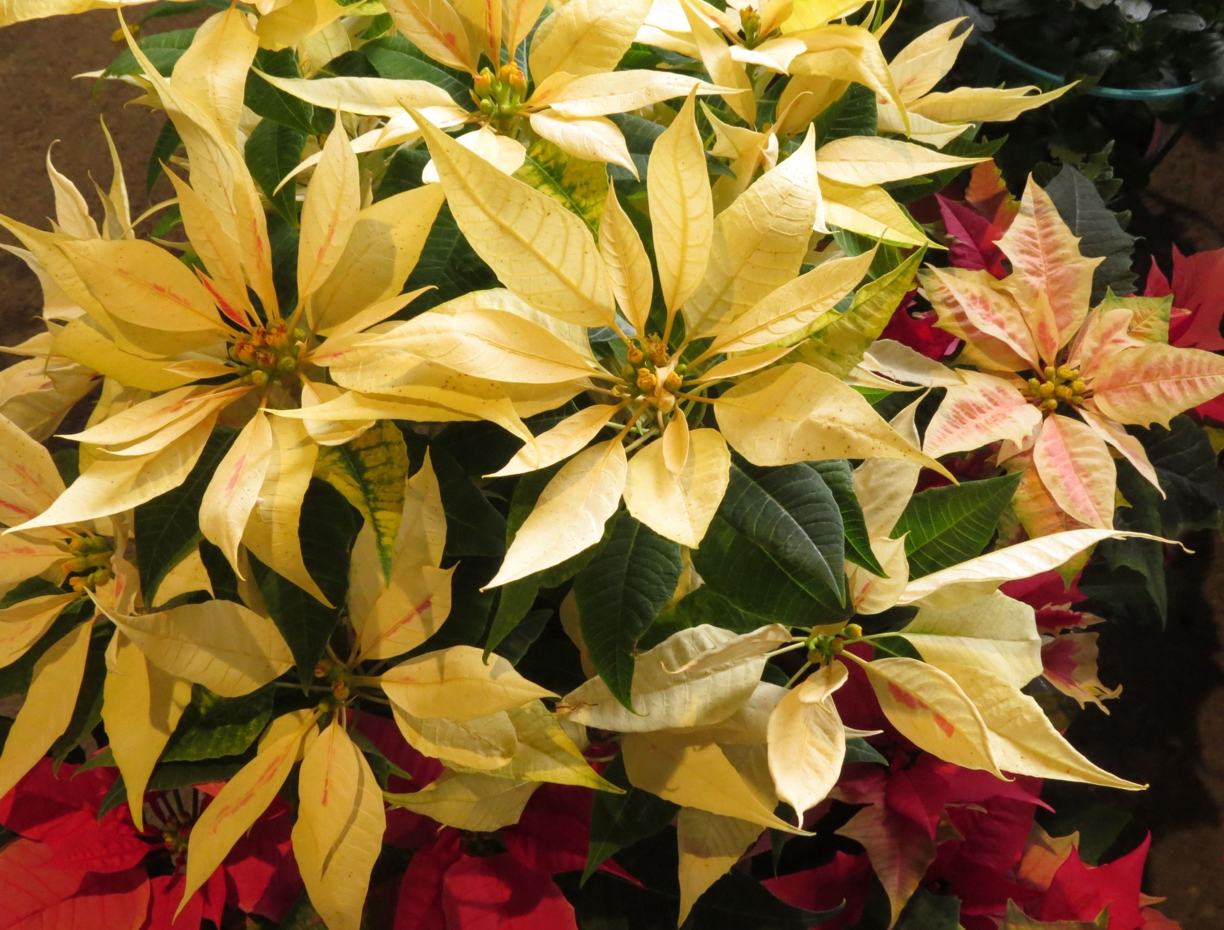 Use 5 Colorful Poinsettias for Holiday Decorations