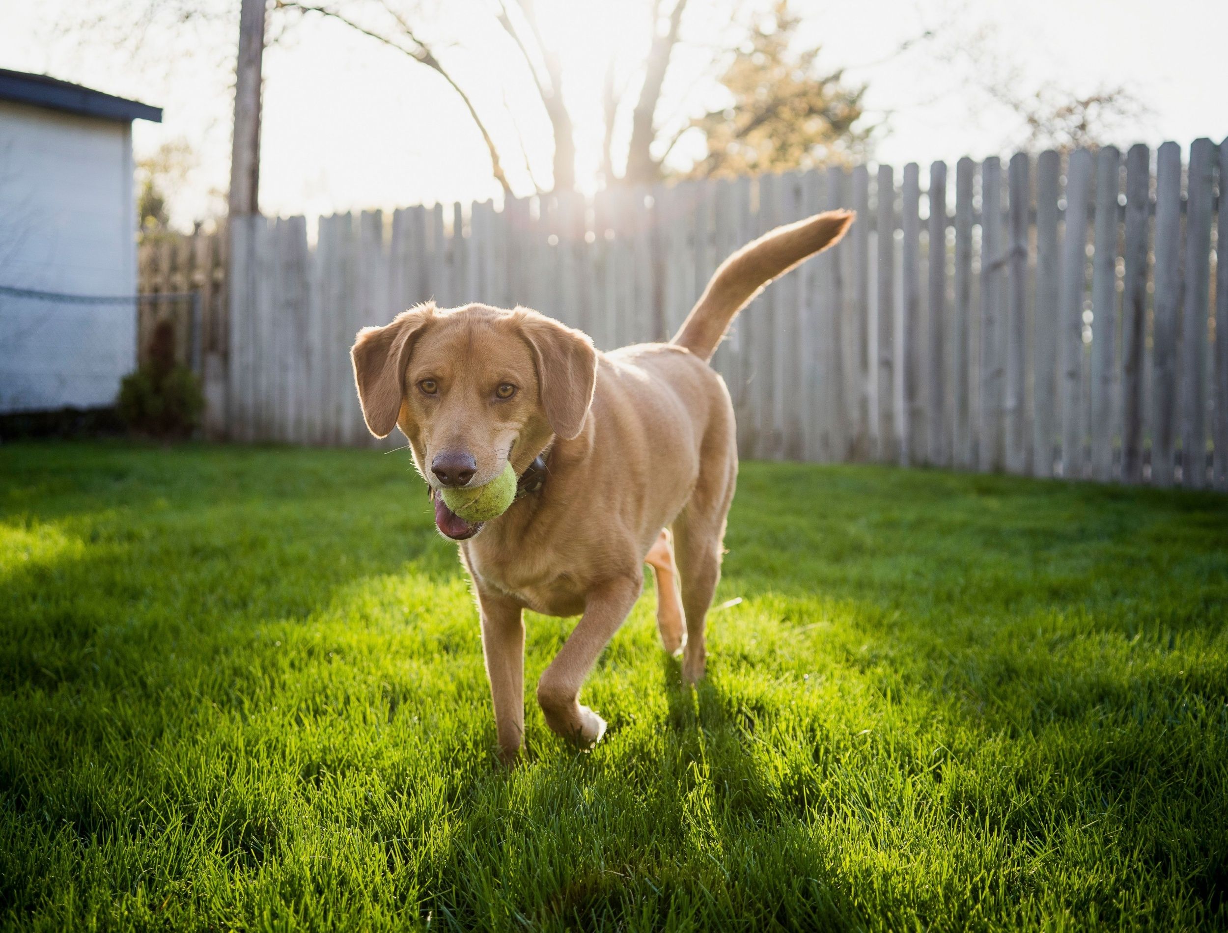 Create a Dog Friendly Backyard That Welcomes Both Pups and People