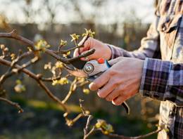 How To Prune Determinate Tomatoes