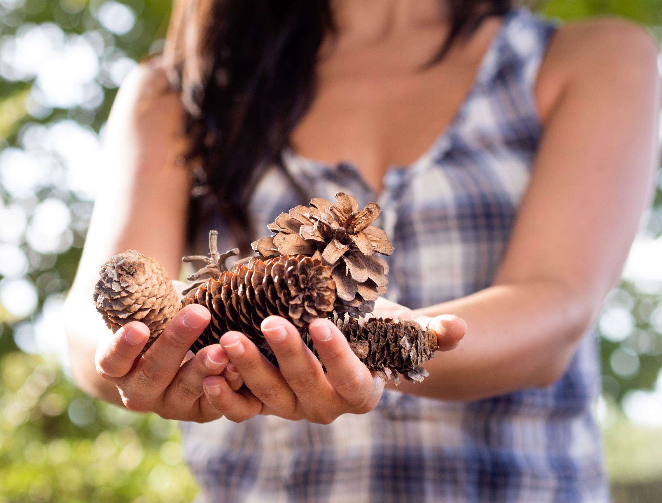 How to Clean a Pine Cone For Crafts