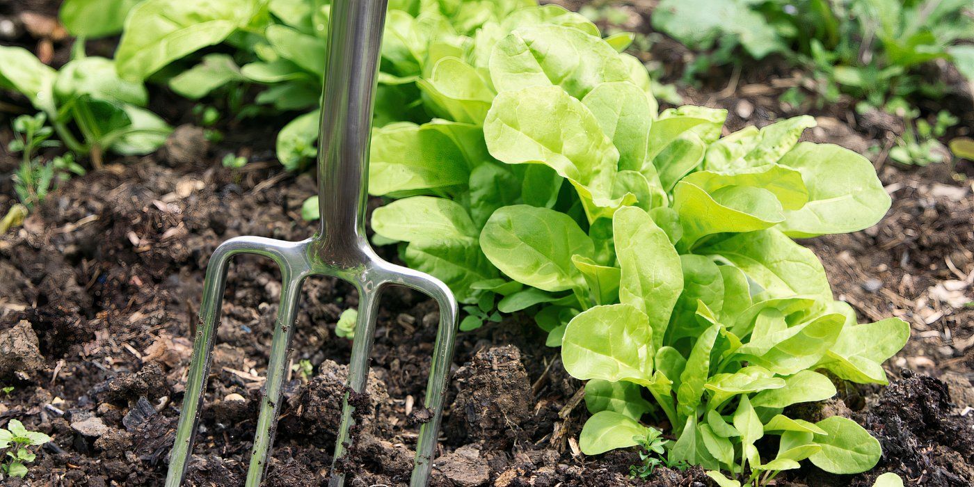 Garden Hand Tools: 5 Hand Tools Necessary for Plant Care