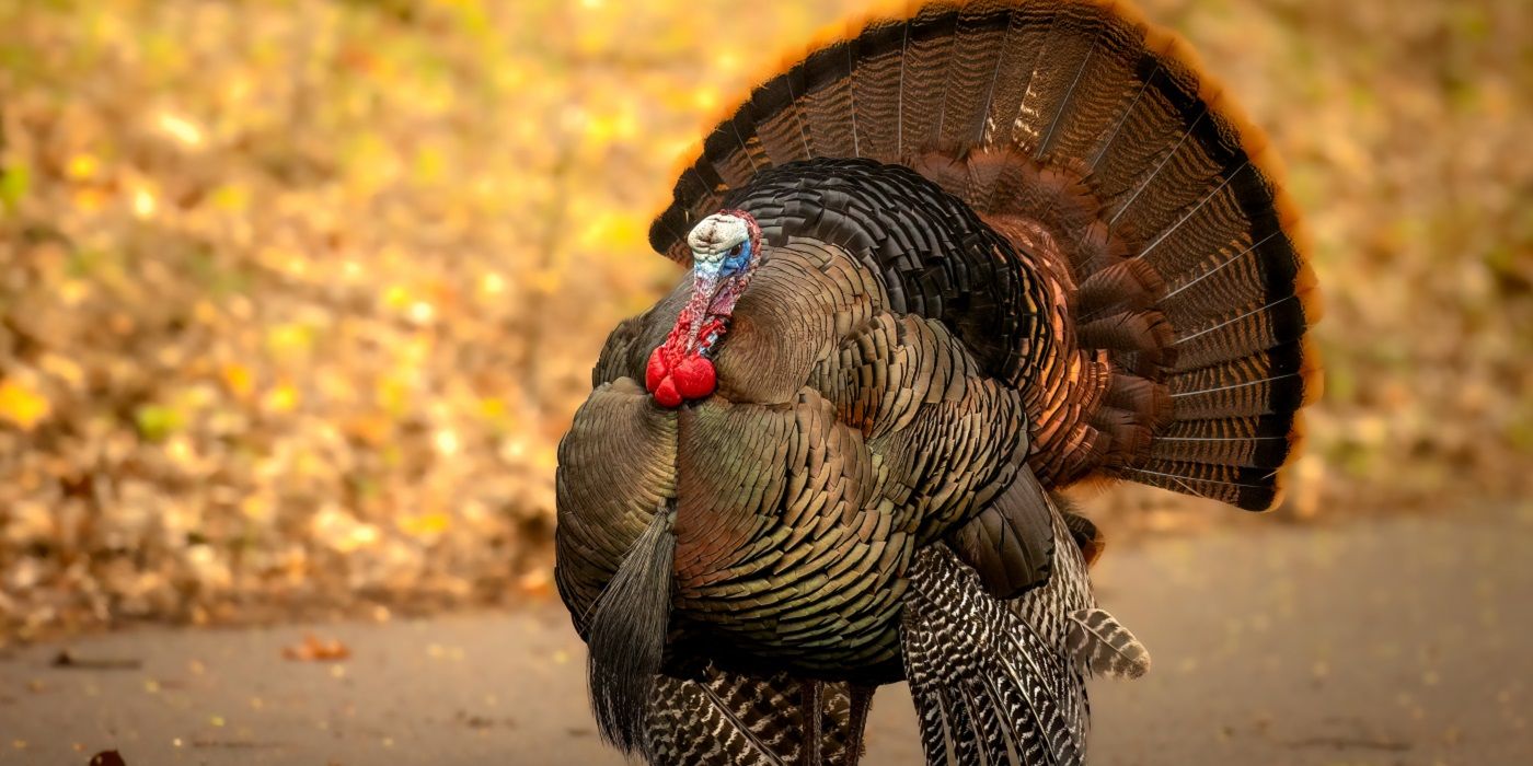 Should You Fry or Roast Your Thanksgiving Bird?