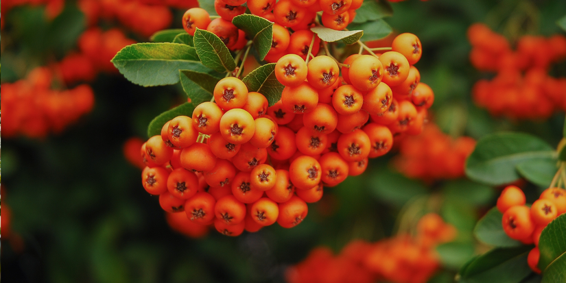 6 Beautiful Berry Bushes to Feature in Your Christmas Decorations